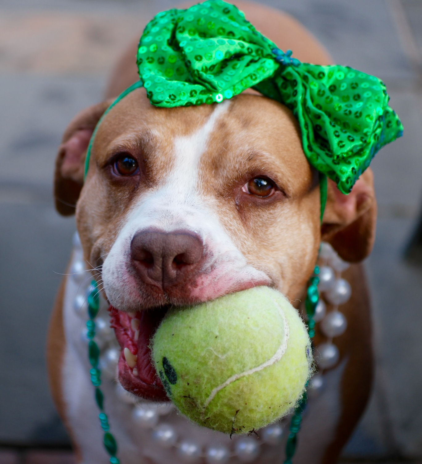 Programs - HEAL Foundation